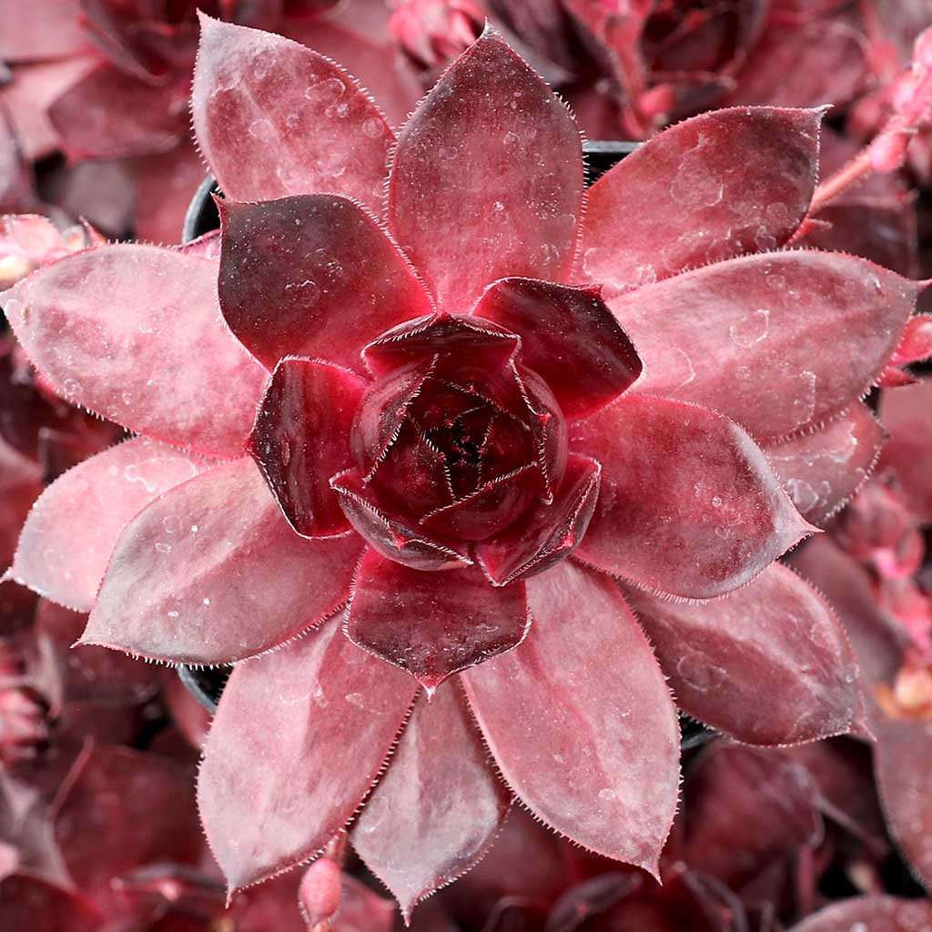 Hardy Succulents, Cold Tolerant Succulents | Mountain Crest Gardens®