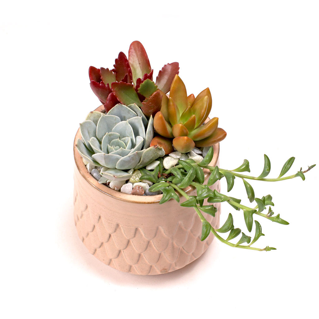 Pots for Succulents | Mountain Crest Gardens®