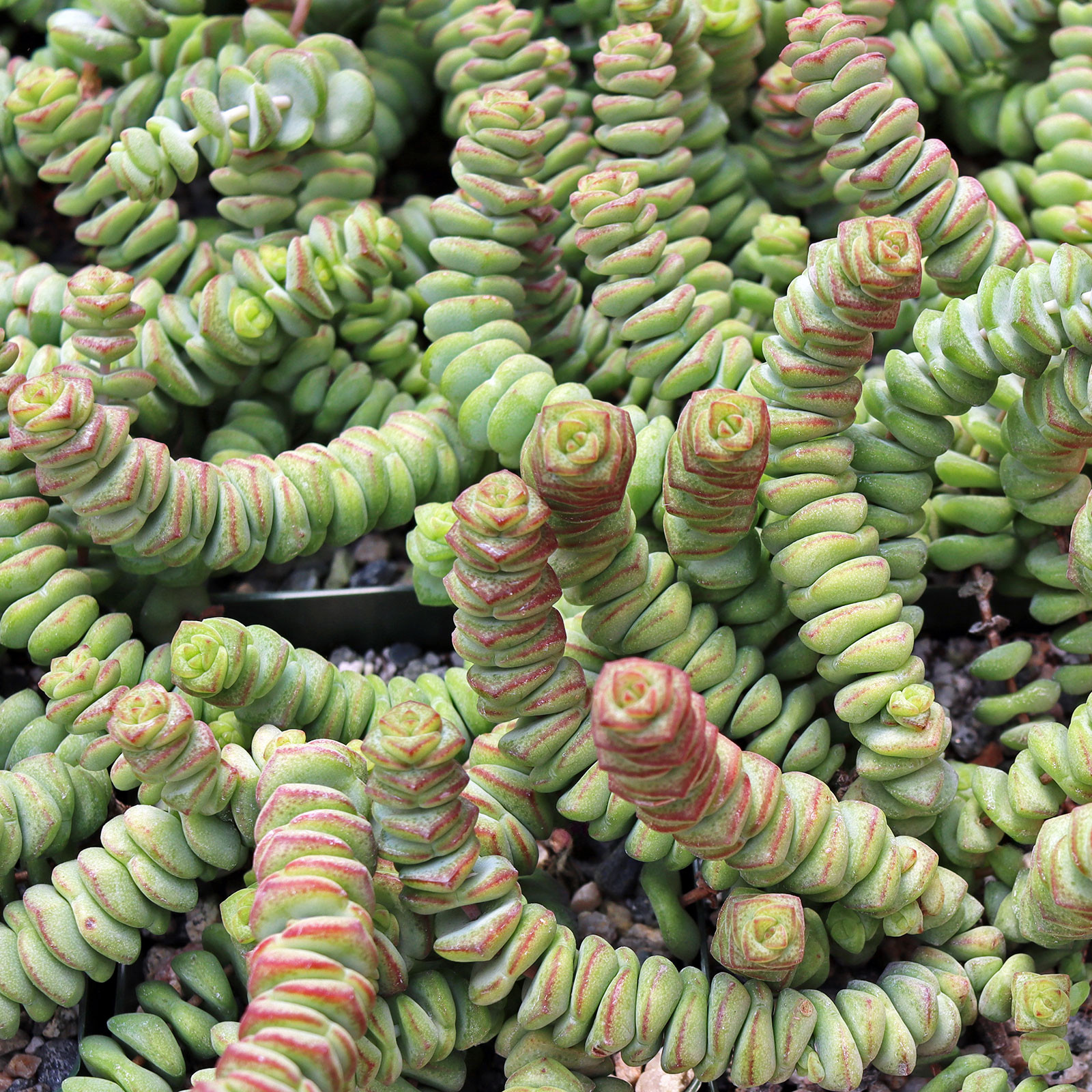 Crassula | Jade Succulents | Crassula Succulents