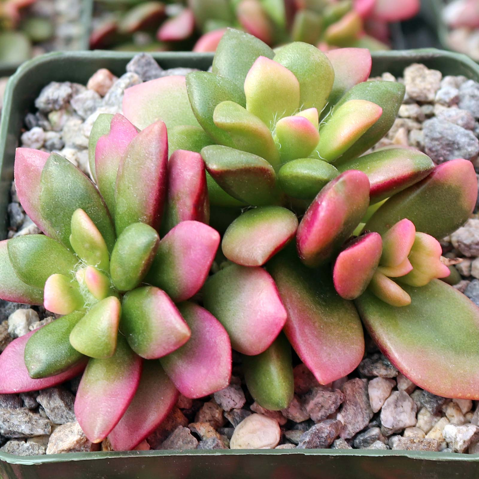 Mini Succulent Plants | Mountain Crest Gardens™
