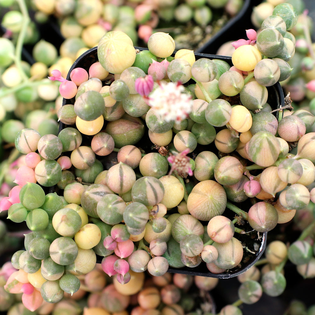 Senecio for sale online | Mountain Crest Gardens®