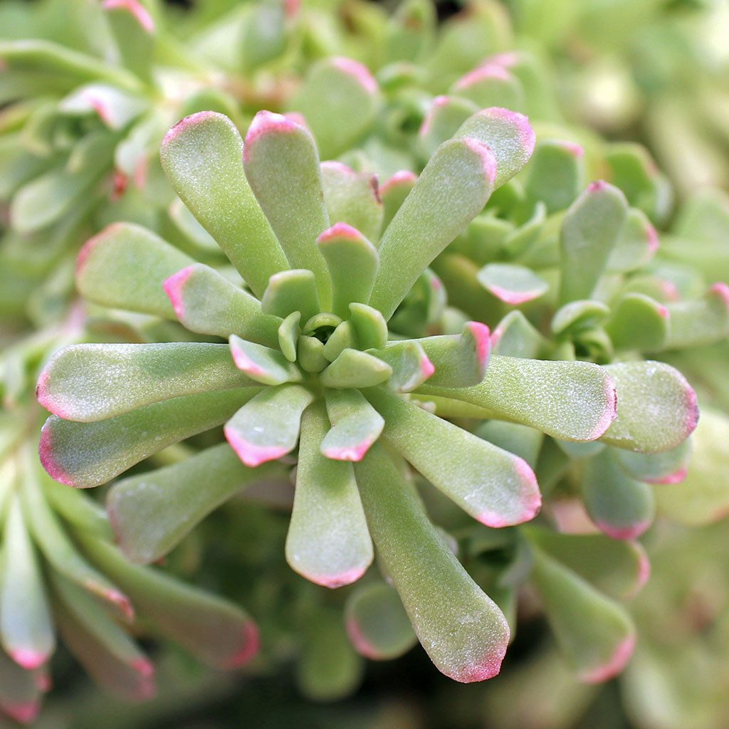 Rock Garden Succulents | Mountain Crest Gardens® - Page 2