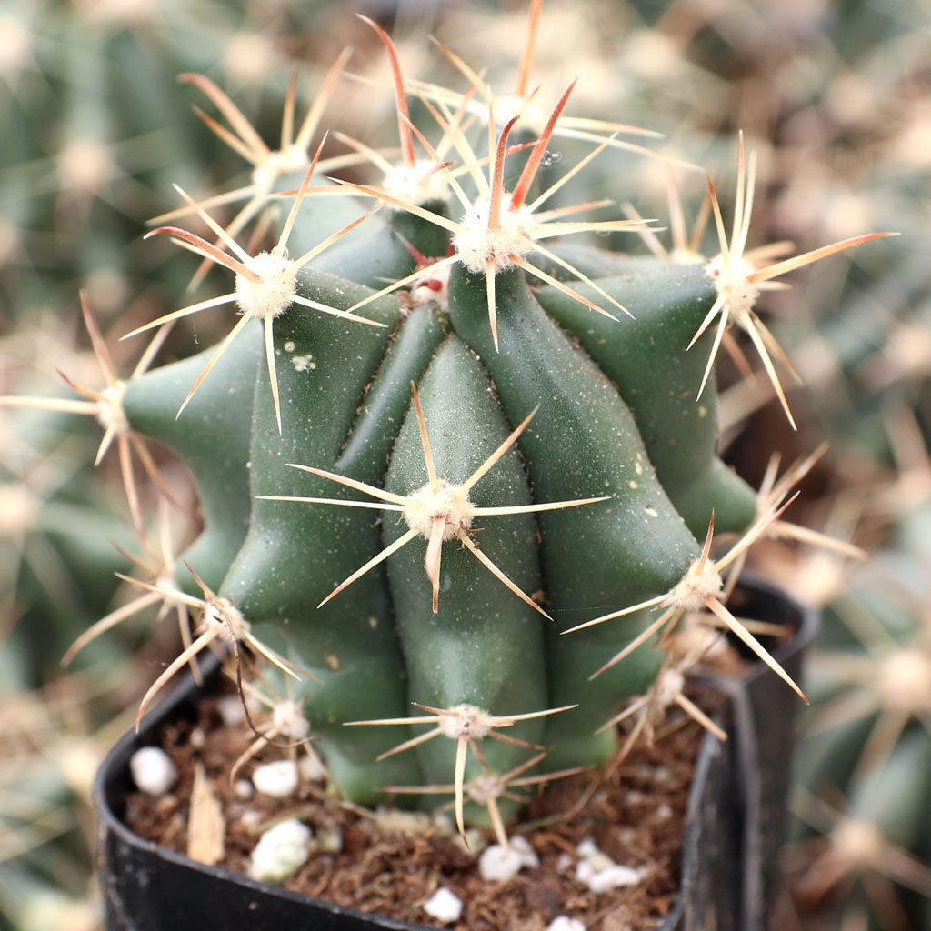 More Succulents - Cactus - Ferocactus - Mountain Crest Gardens