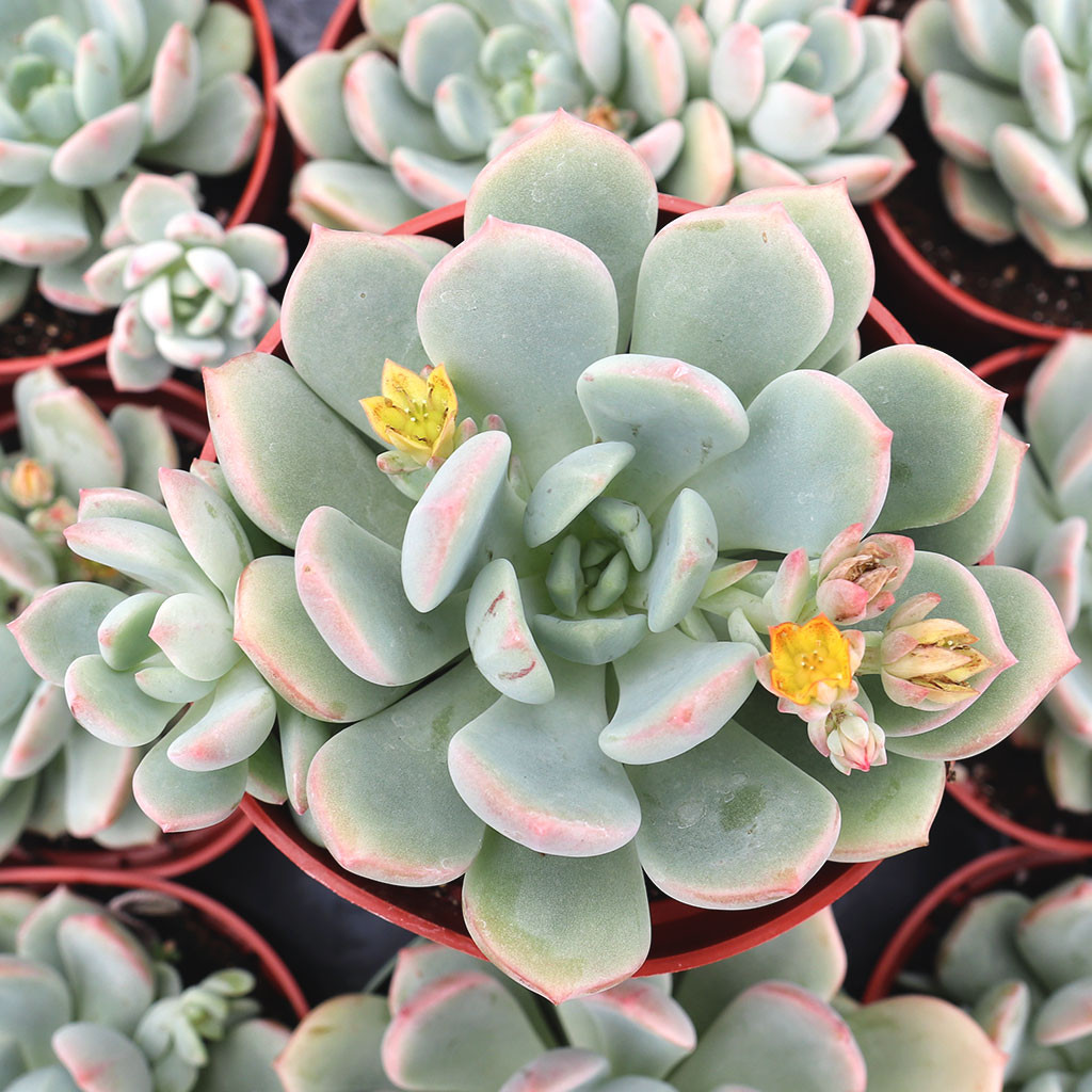 Graptoveria Succulents | Mountain Crest Gardens®