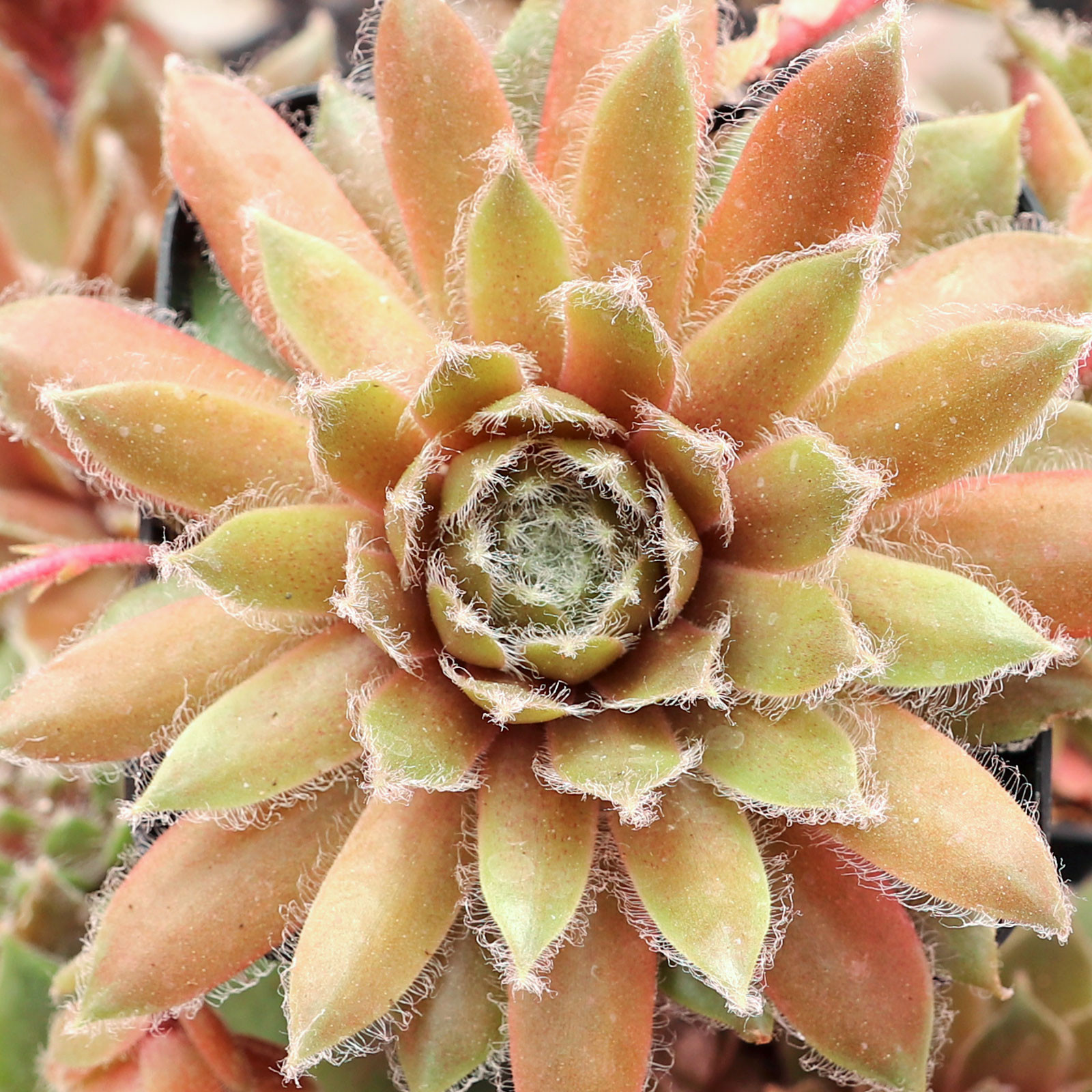 Fuzzy, Velvety Succulents | Mountain Crest Gardens®