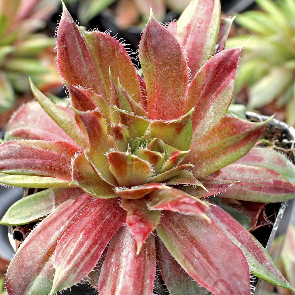 Rare & Unique Succulents for Sale | Mountain Crest Gardens®