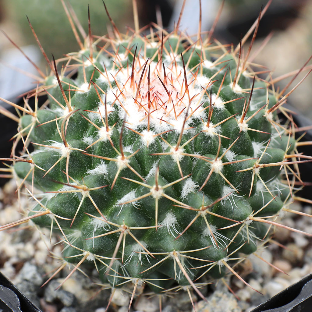 Cactus Varieties | Mountain Crest Gardens®