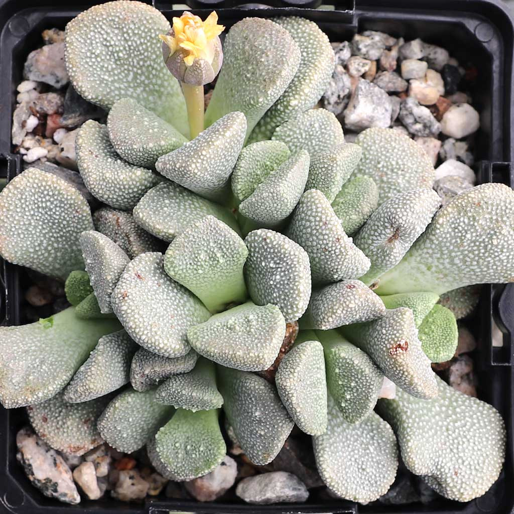 Mesembs (Mimicry Plants) | Mountain Crest Gardens®