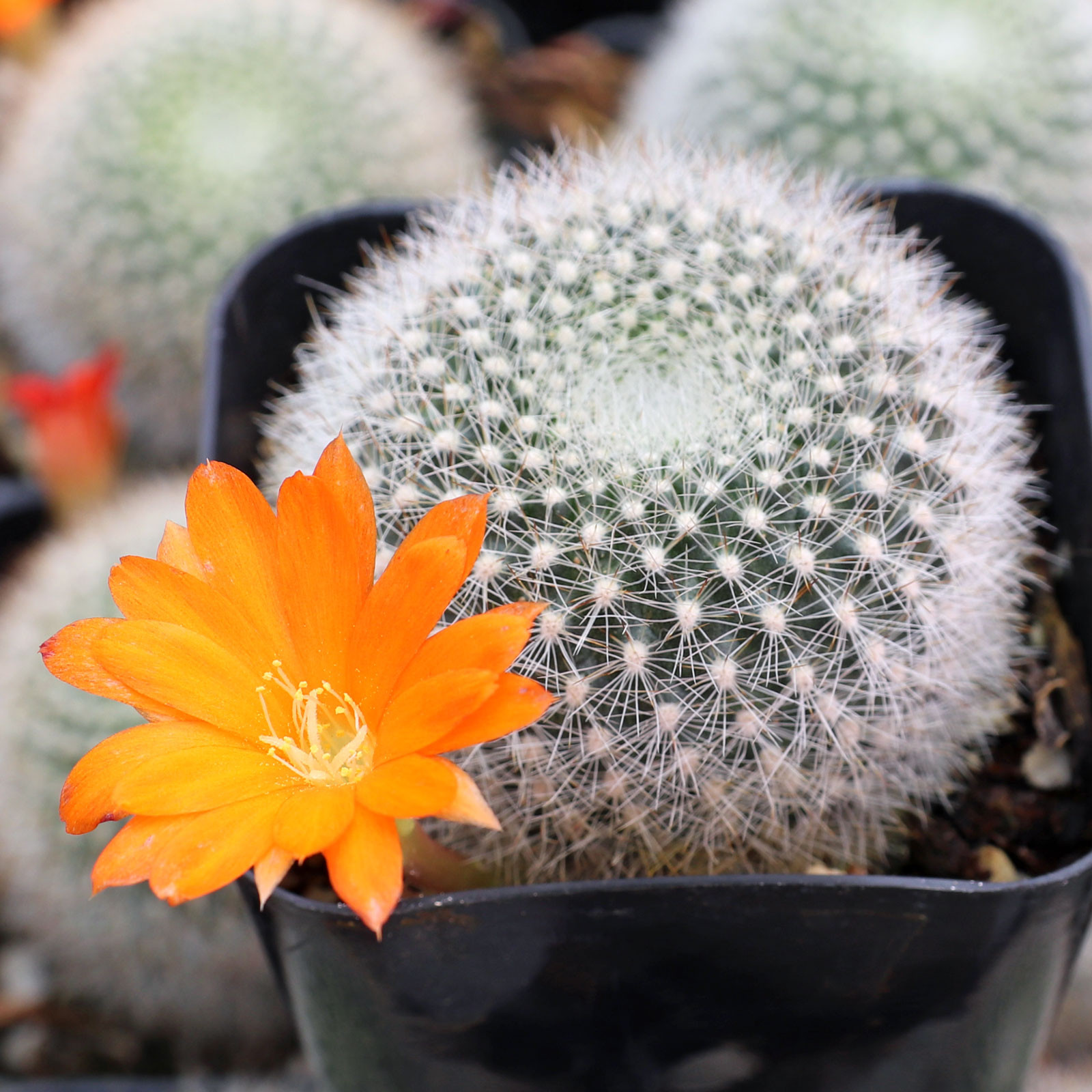 Cactus | Cactus Types | Buy Cactus Online