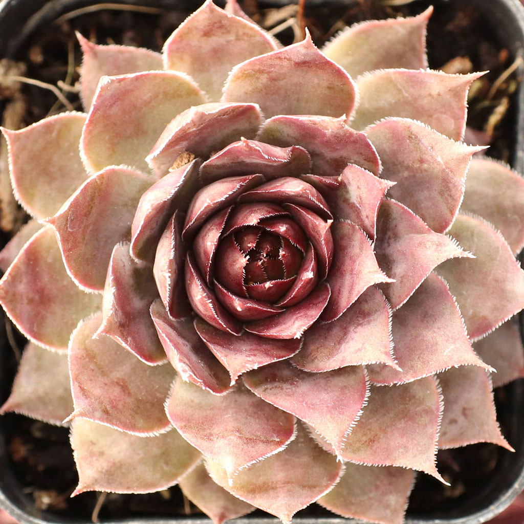 Perfectly Pink Succulents | Mountain Crest Gardens®