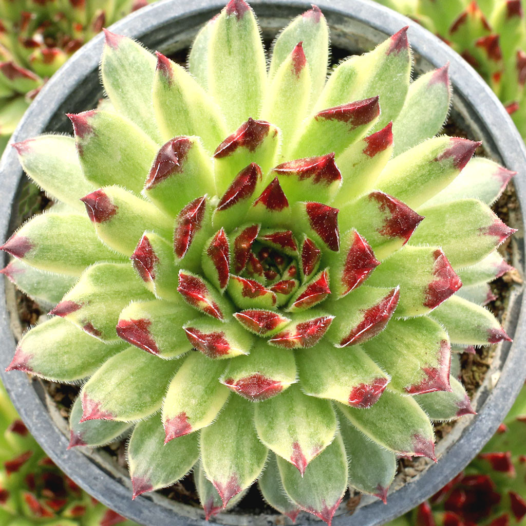 Hardy Succulents, Cold Tolerant Succulents | Mountain Crest Gardens®