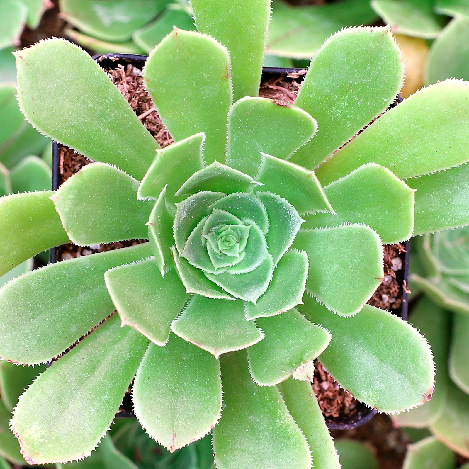 Aeonium for Sale Online | Mountain Crest Gardens®
