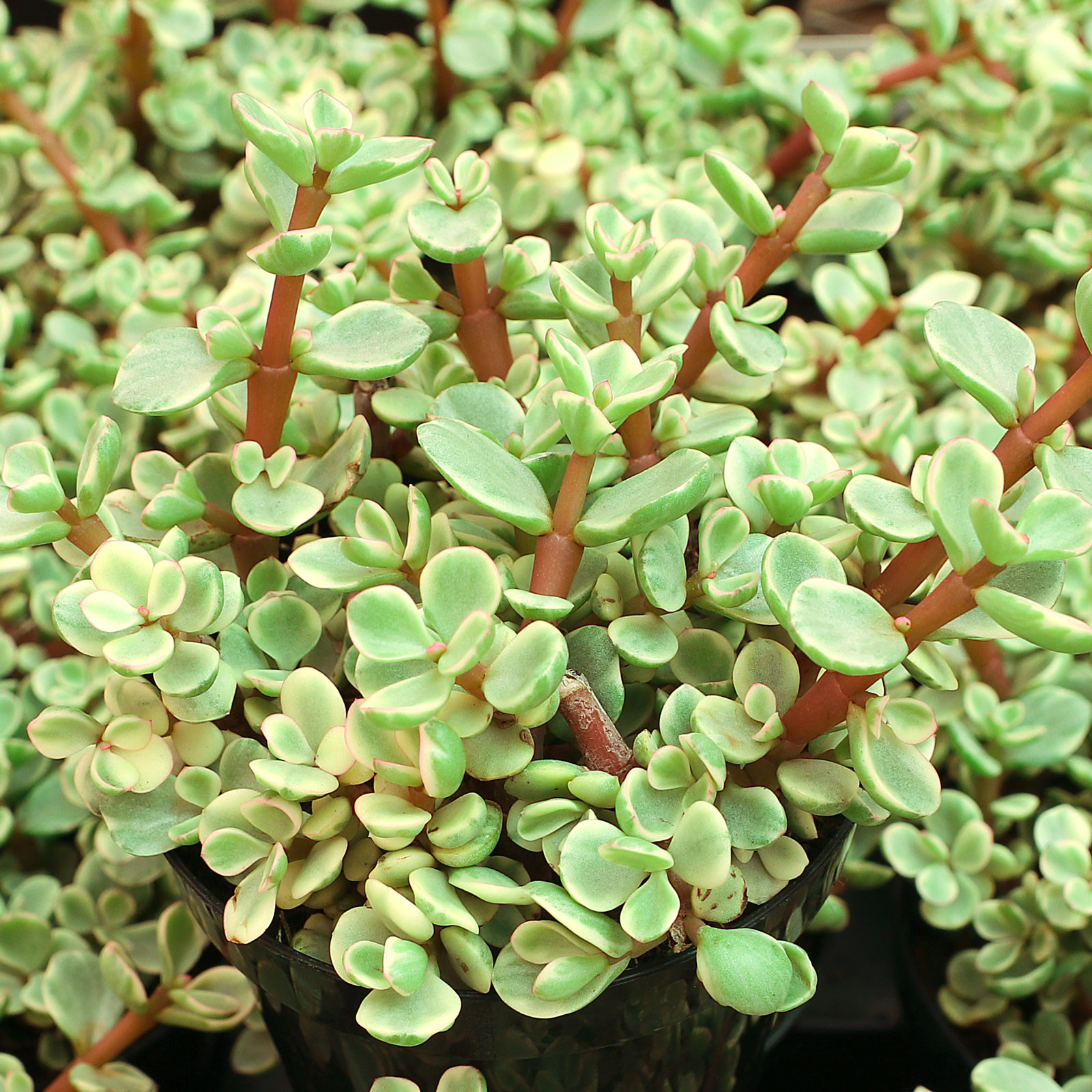 Tall & Large Growing Succulents | Mountain Crest Gardens™