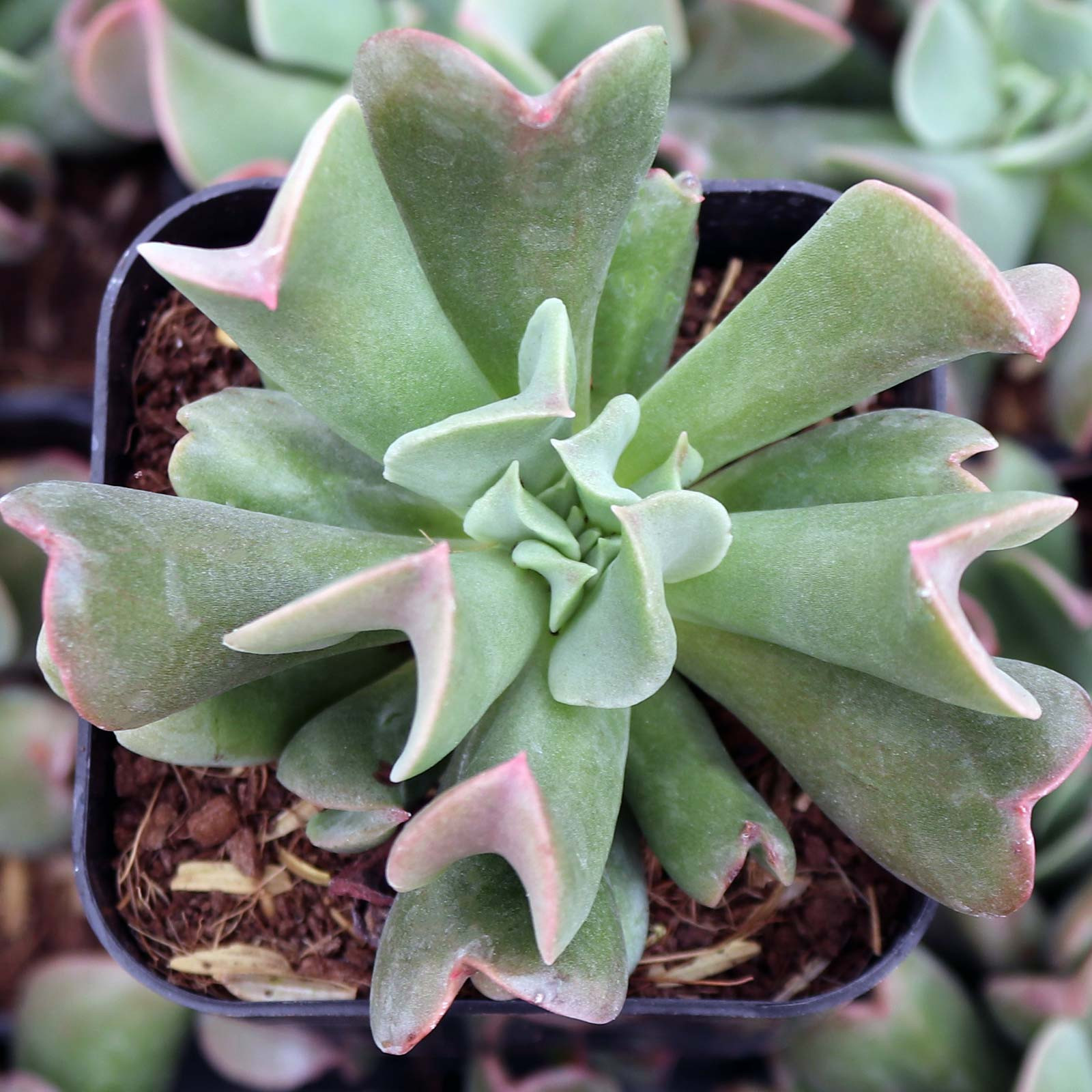 Rare & Unique Succulents for Sale | Mountain Crest Gardens®