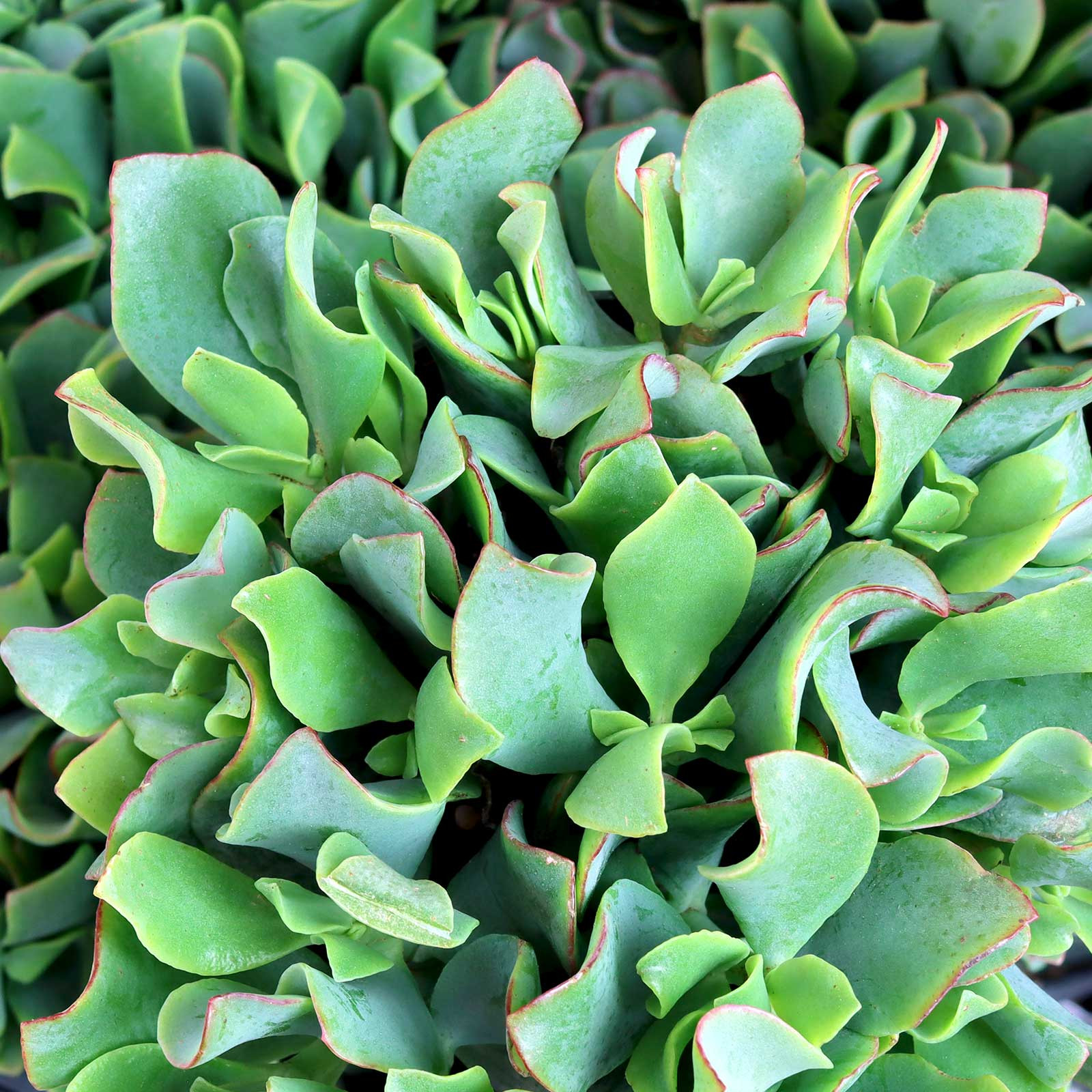 Jade Plants for Sale | Mountain Crest Gardens®