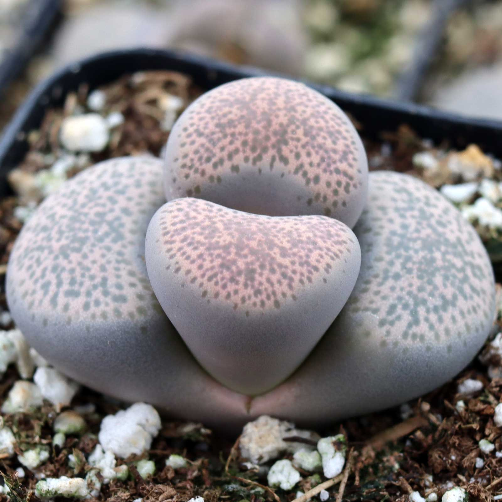Rare & Unique Succulents for Sale | Mountain Crest Gardens®