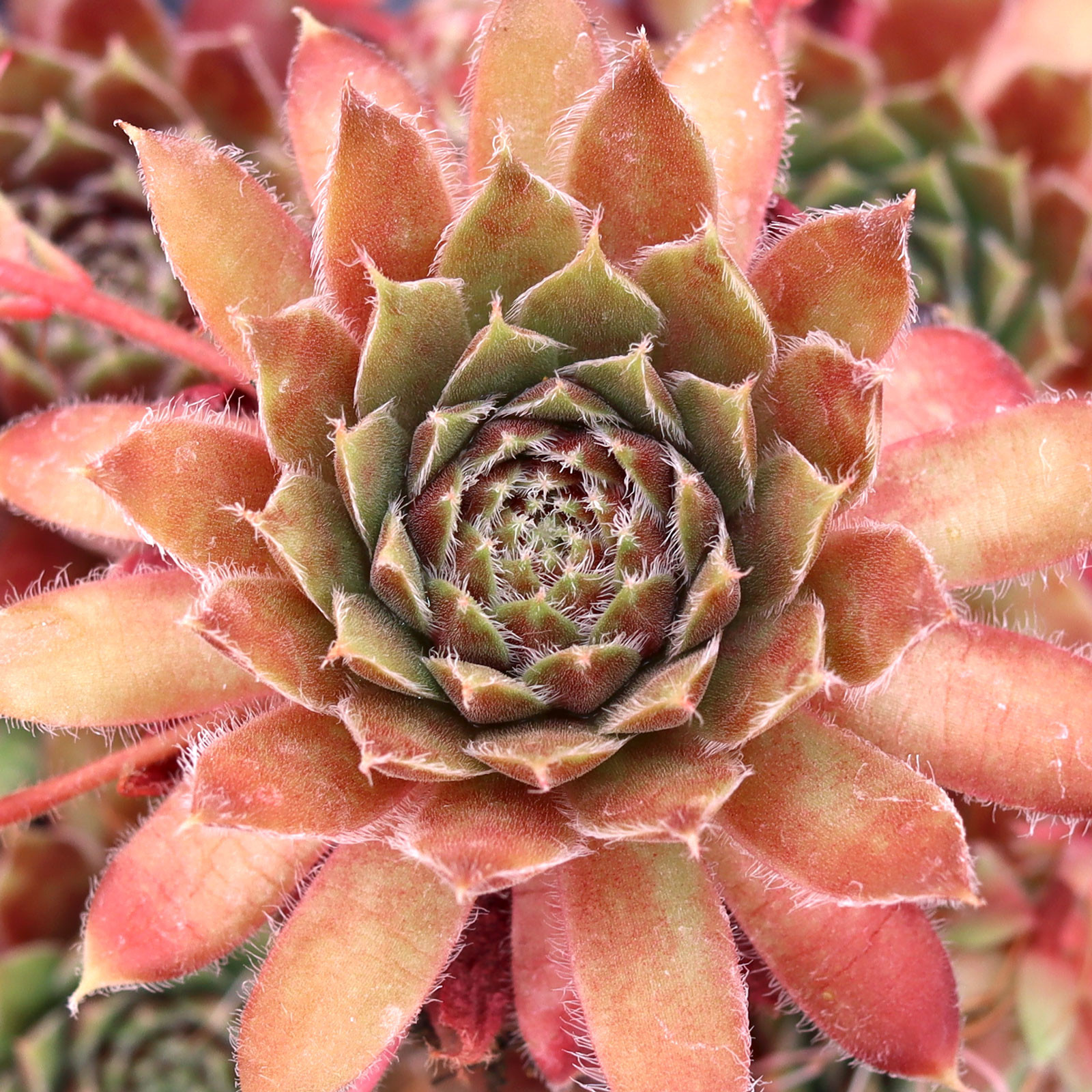 Hardy Succulents, Cold Tolerant Succulents | Mountain Crest Gardens®