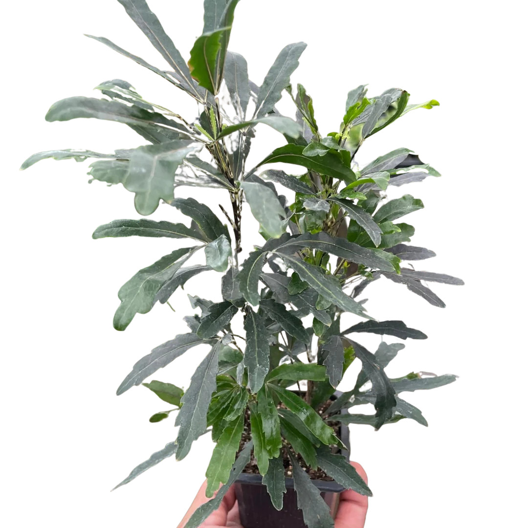 Houseplants - Types of Houseplants - Aralia - Mountain Crest Gardens
