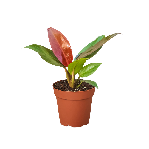 Houseplants - Types of Houseplants - Philodendron - Mountain Crest Gardens