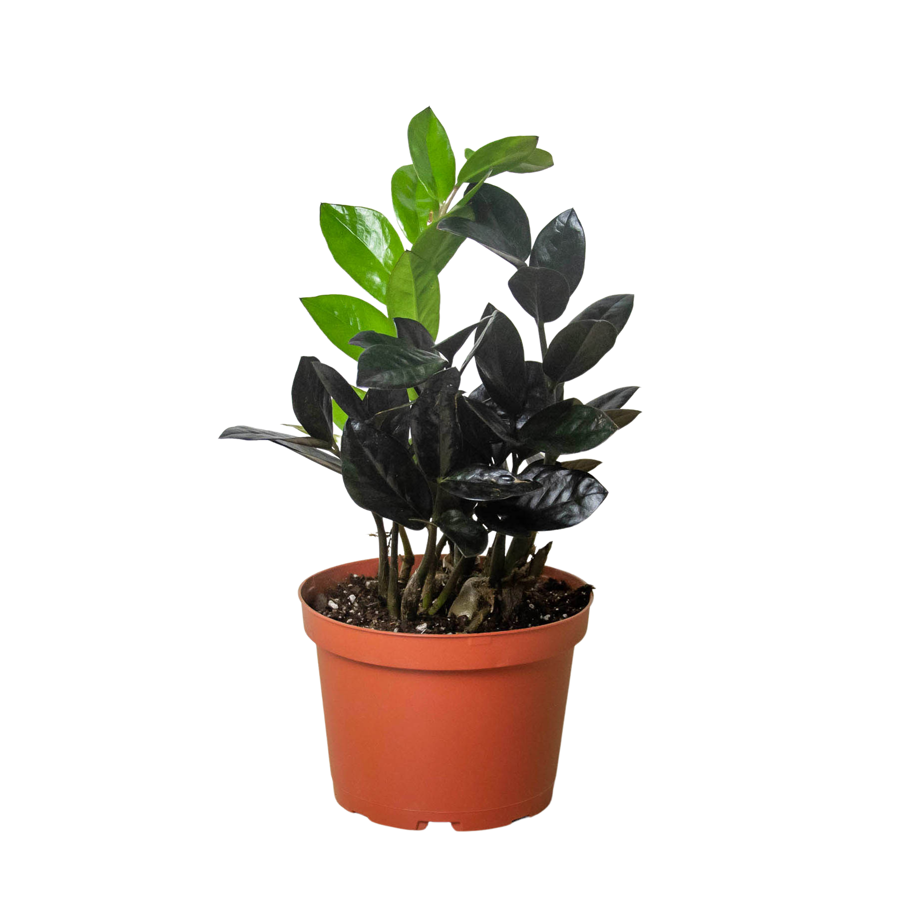 Houseplants - Indoor Trees - Mountain Crest Gardens