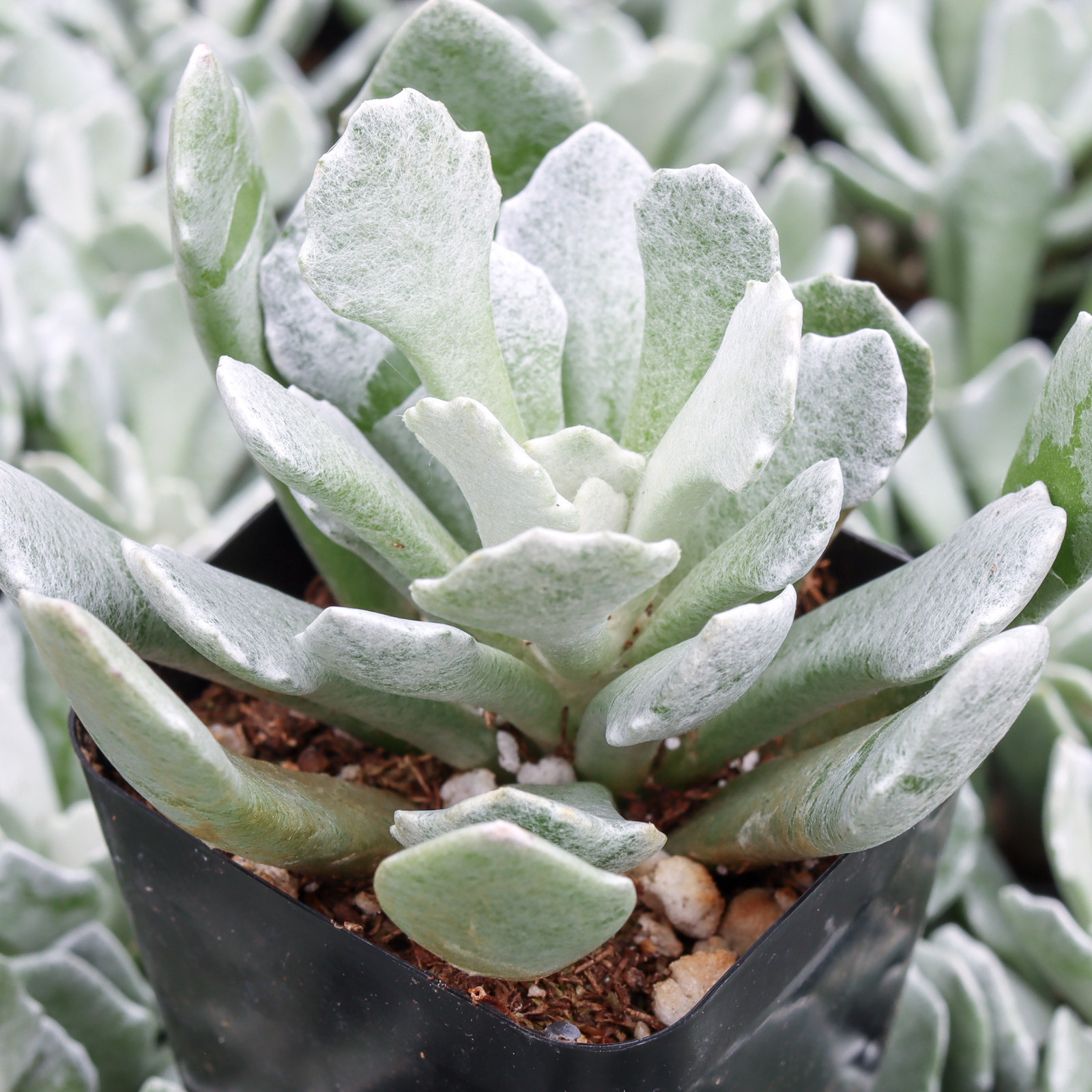 Senecio for sale online | Mountain Crest Gardens®