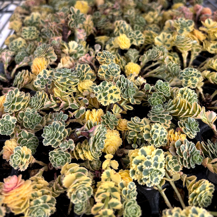Hardy Succulents, Cold Tolerant Succulents | Mountain Crest Gardens®