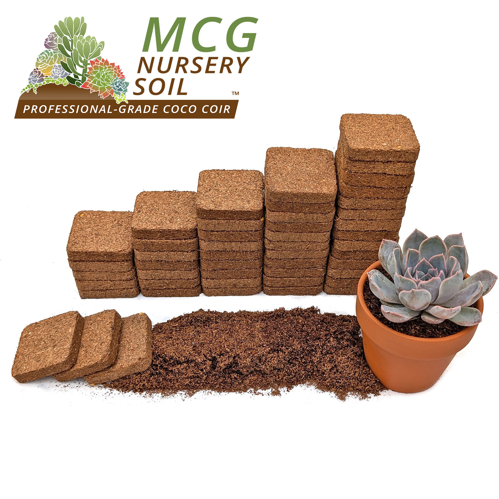 Succulents for Sale Online | Mountain Crest Gardens® Succulent Plants