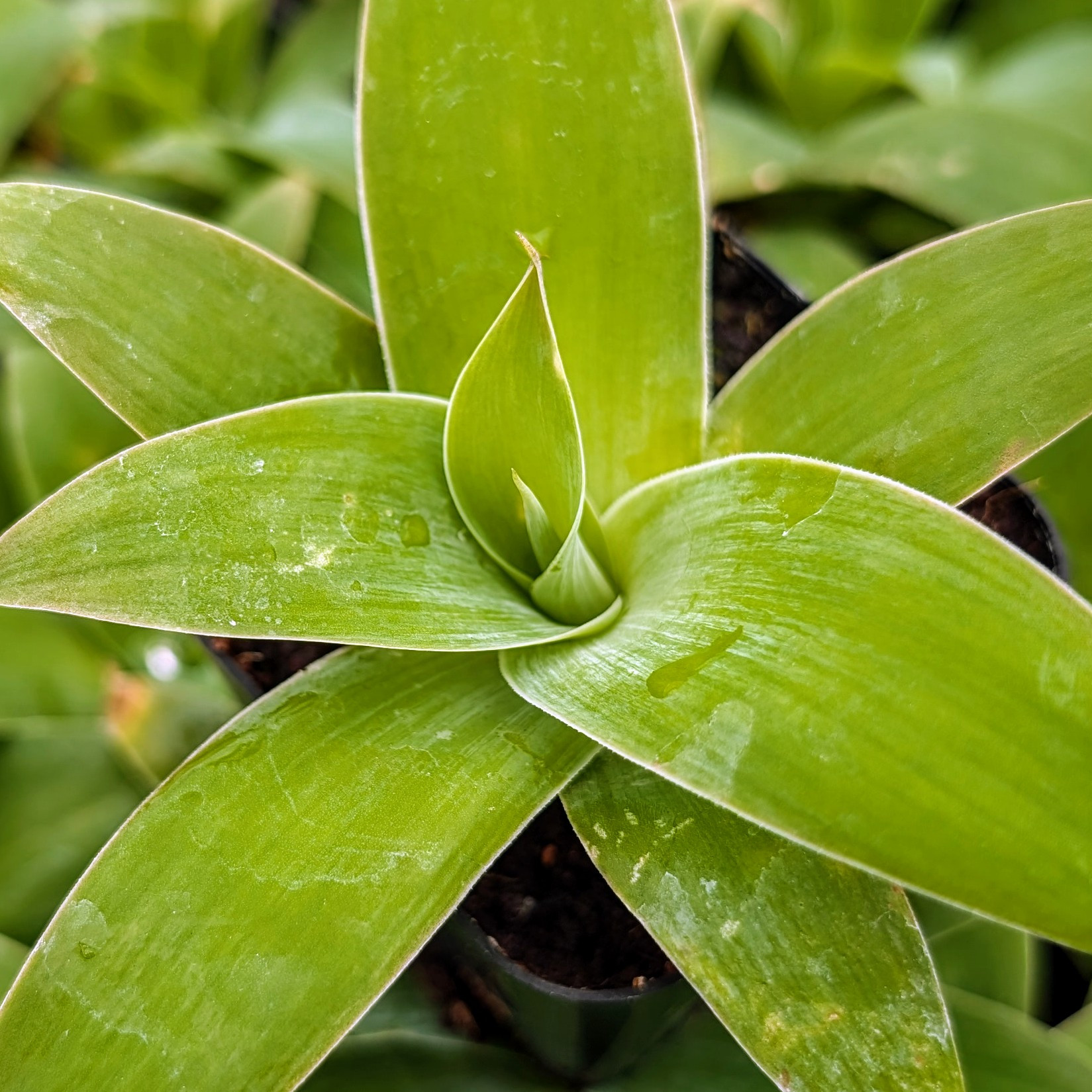 Agave for Sale Online | Mountain Crest Gardens®