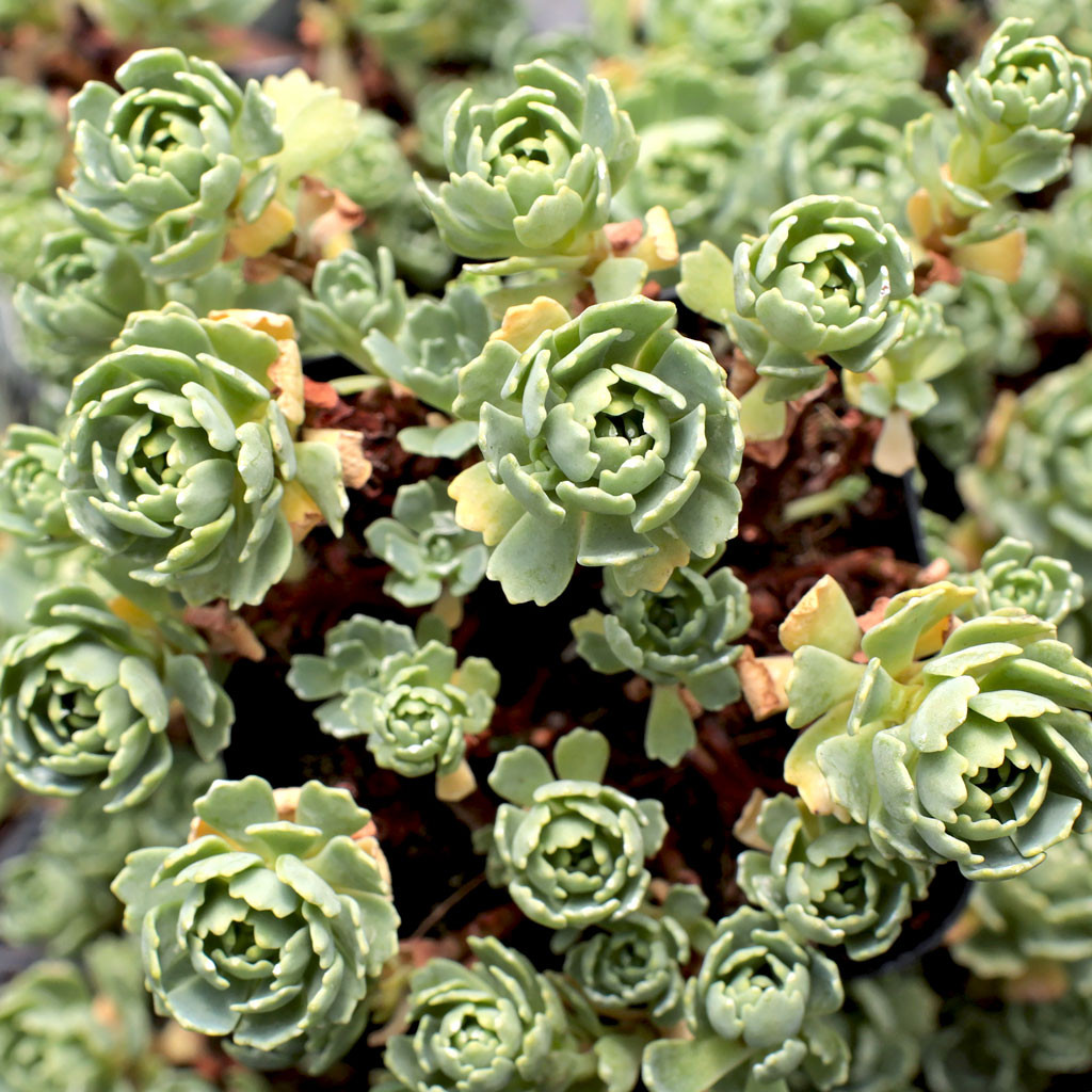 Sedum (Stonecrop) for Sale Online | Mountain Crest Gardens®