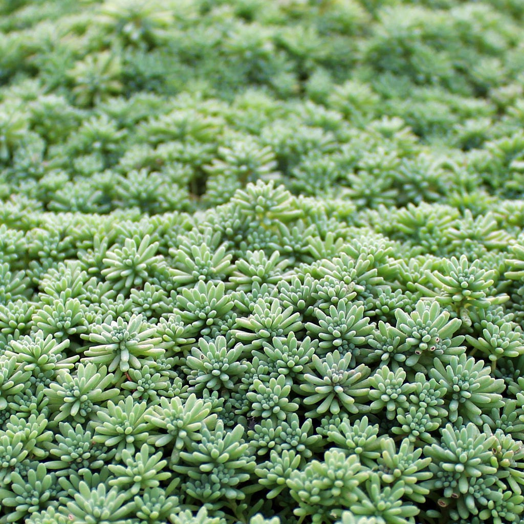 Sedum for Sale | Stonecrop | Ground Cover Stonecrop
