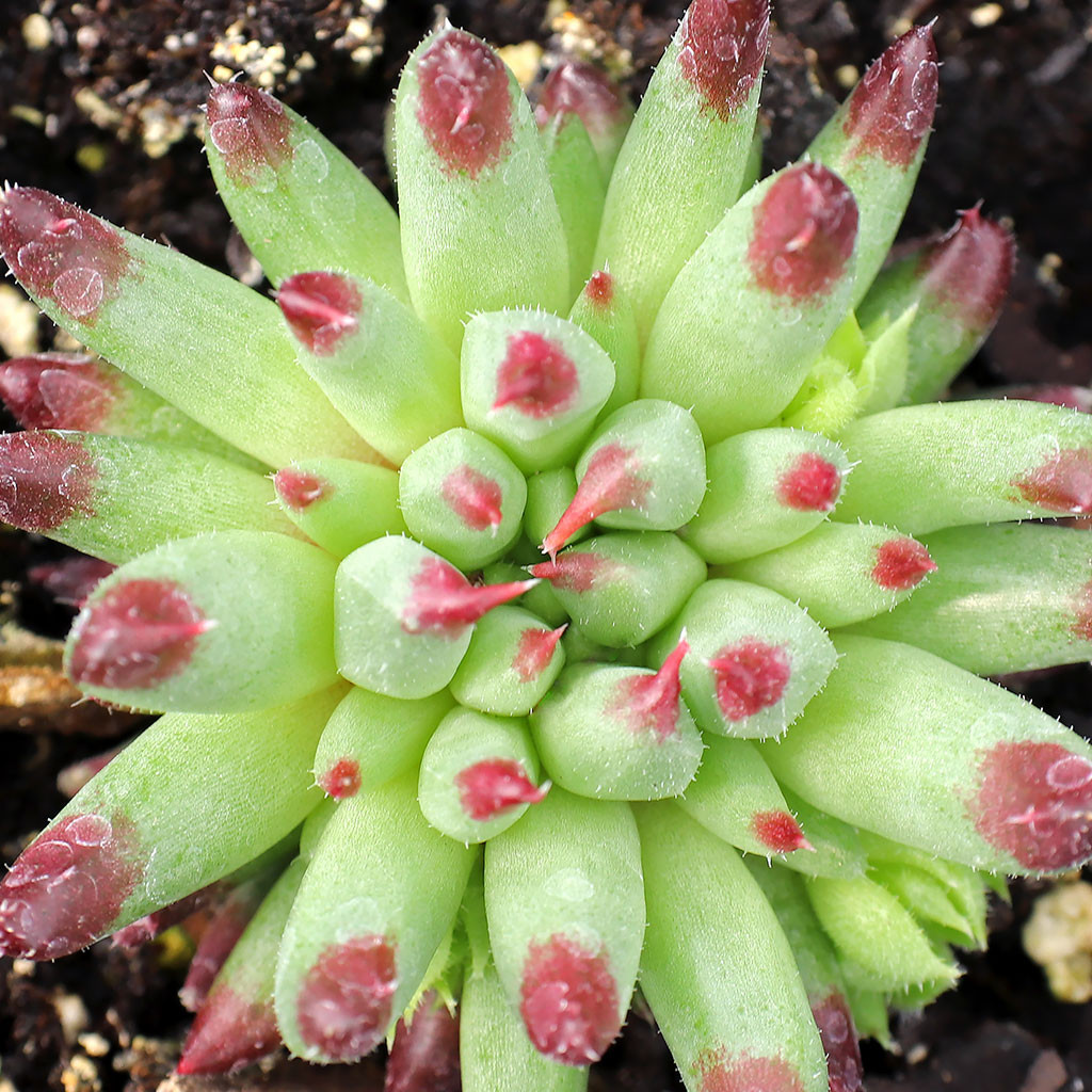 Hardy Succulents, Cold Tolerant Succulents | Mountain Crest Gardens®