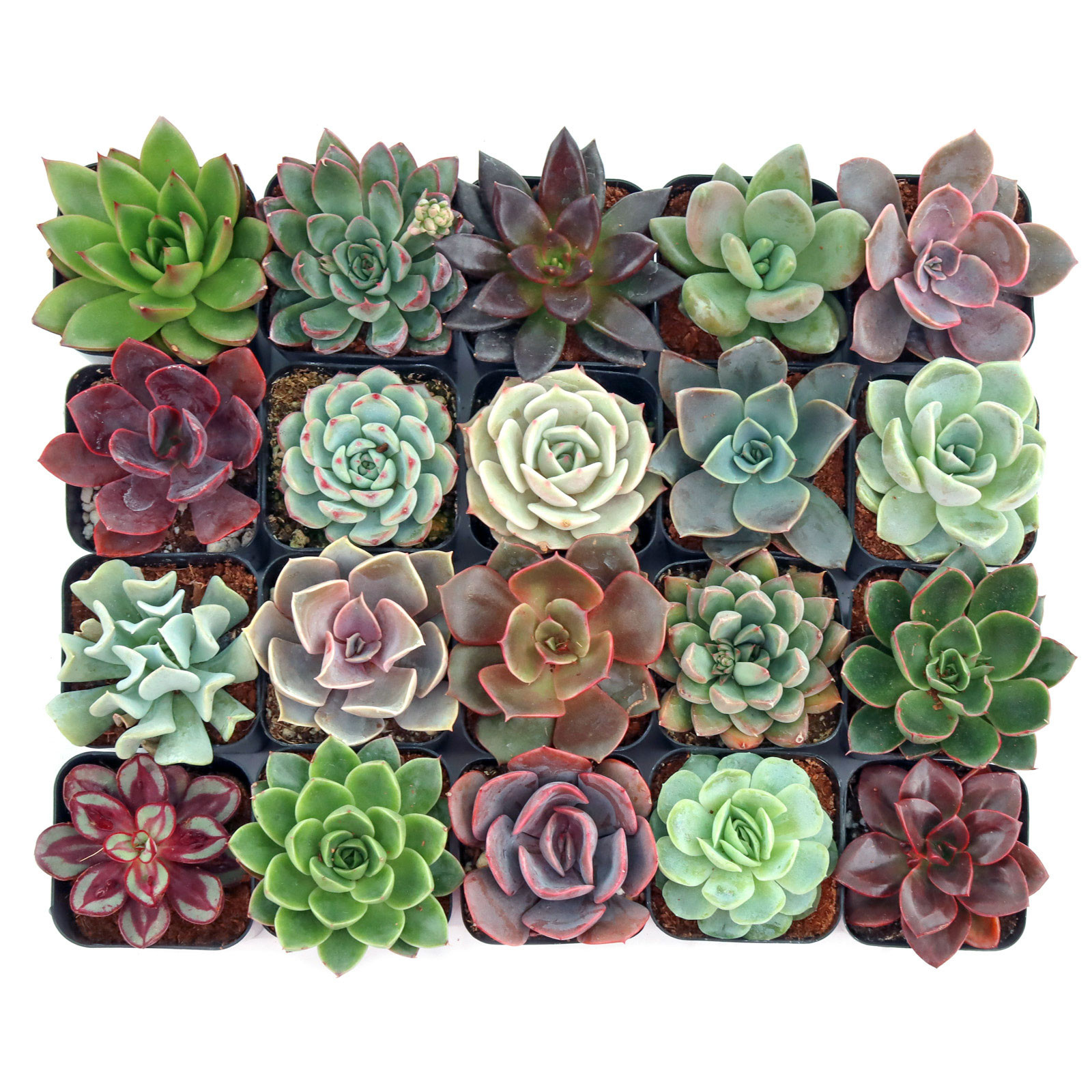 Hand-picked Succulent Variety Packs | Mountain Crest Gardens®