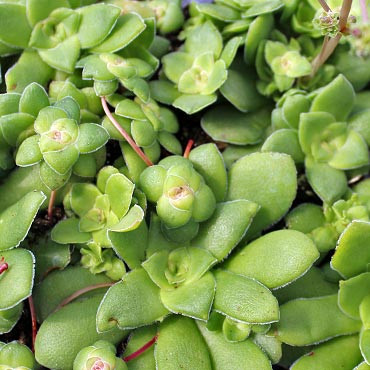 Best Succulents for Shade & Low Light | Mountain Crest Gardens®