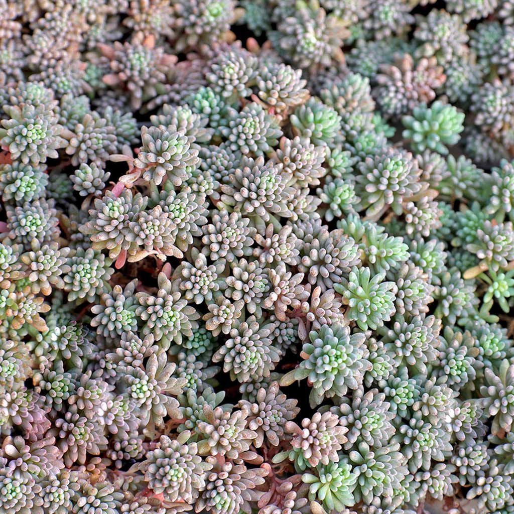 Sedum Plants for Sale Year-round | Mountain Crest Gardens®
