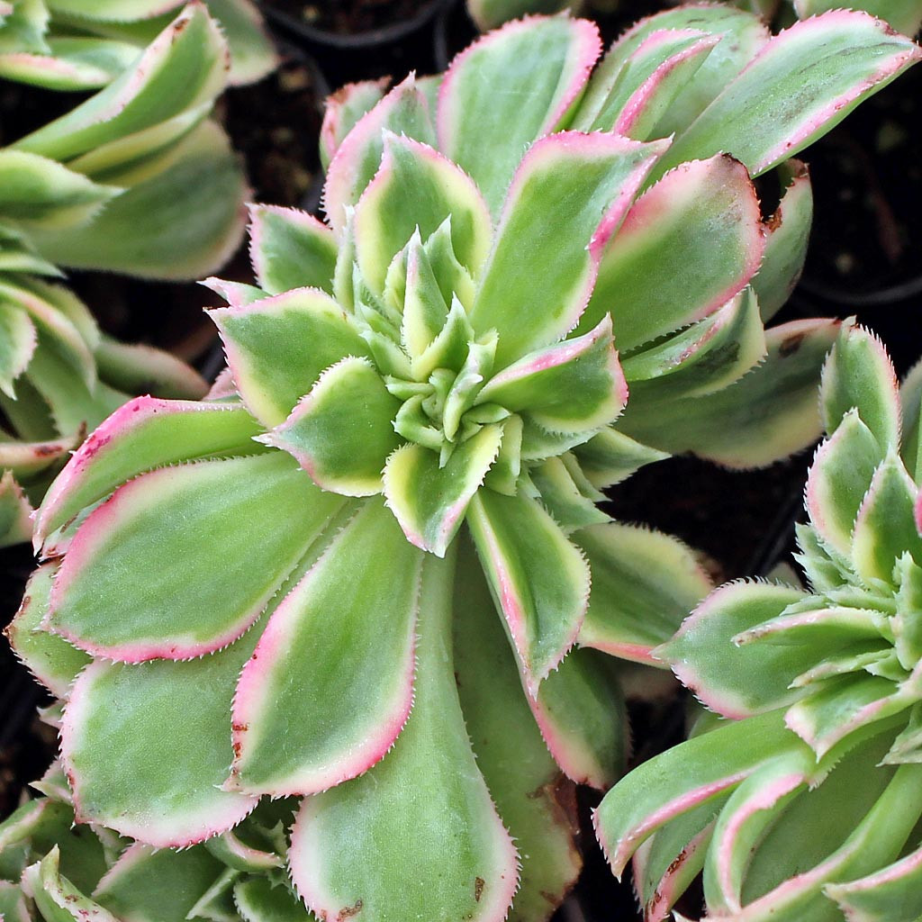 Aeonium for Sale Online | Mountain Crest Gardens®