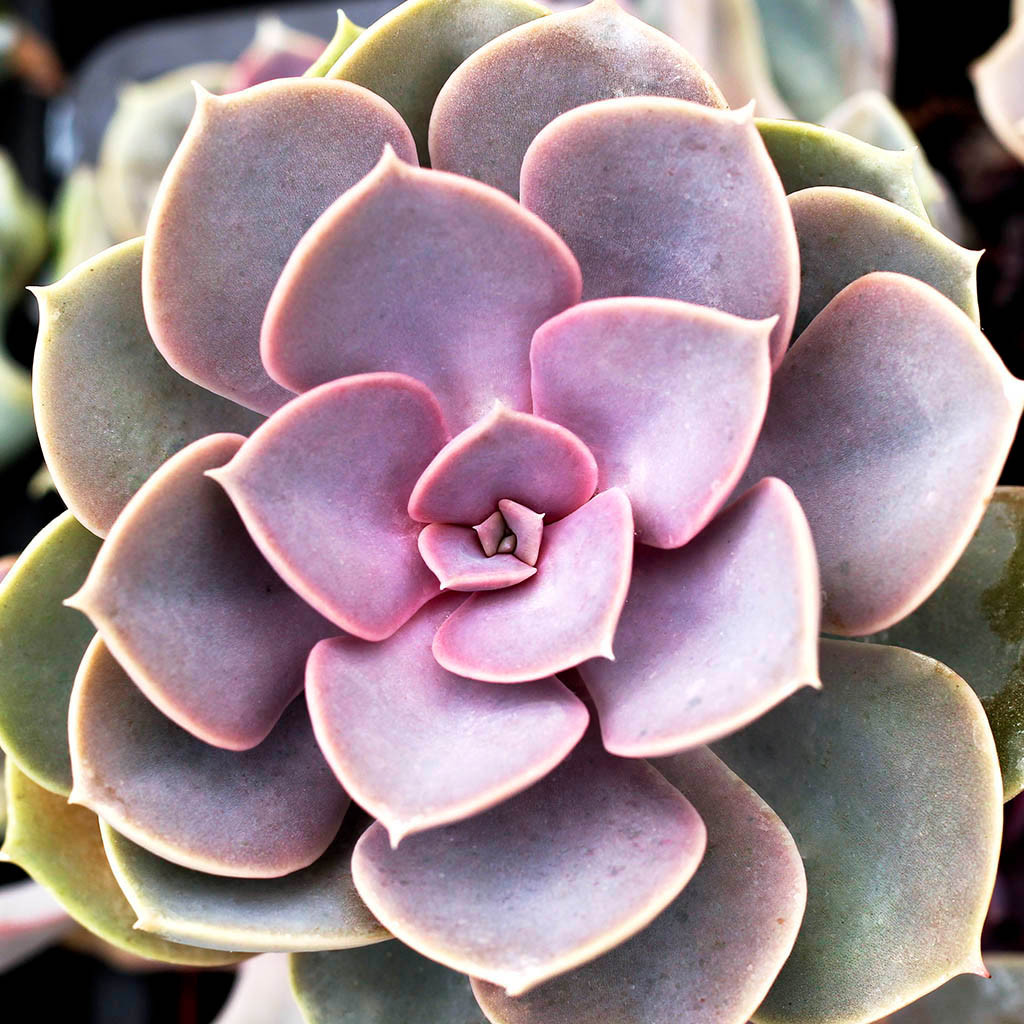 Echeveria | Echeveria Types | Echeveria Succulents