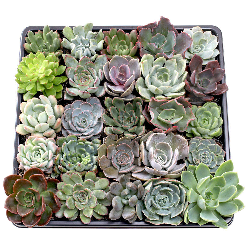 Wholesale Succulent Trays - Bulk Succulents | Mountain Crest Gardens®