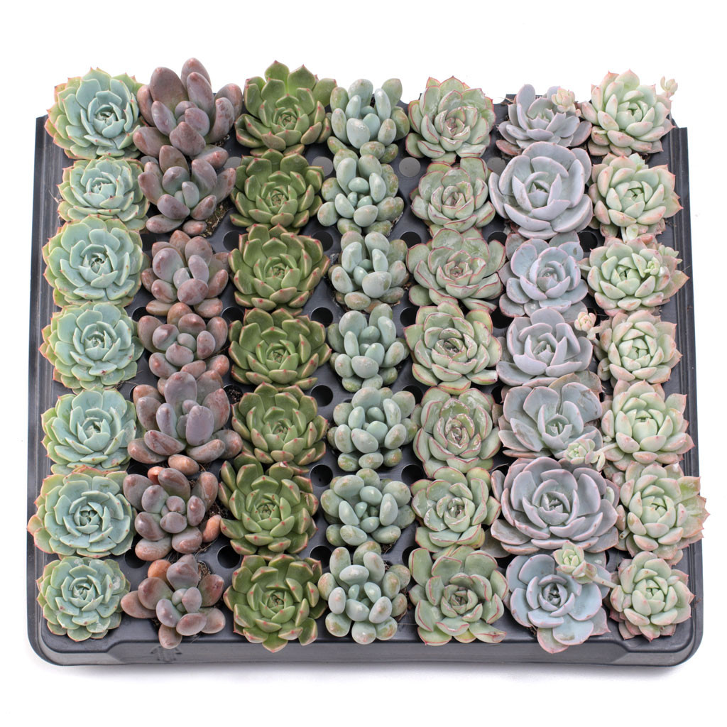 Wholesale Succulent Trays - Bulk Succulents | Mountain Crest Gardens®