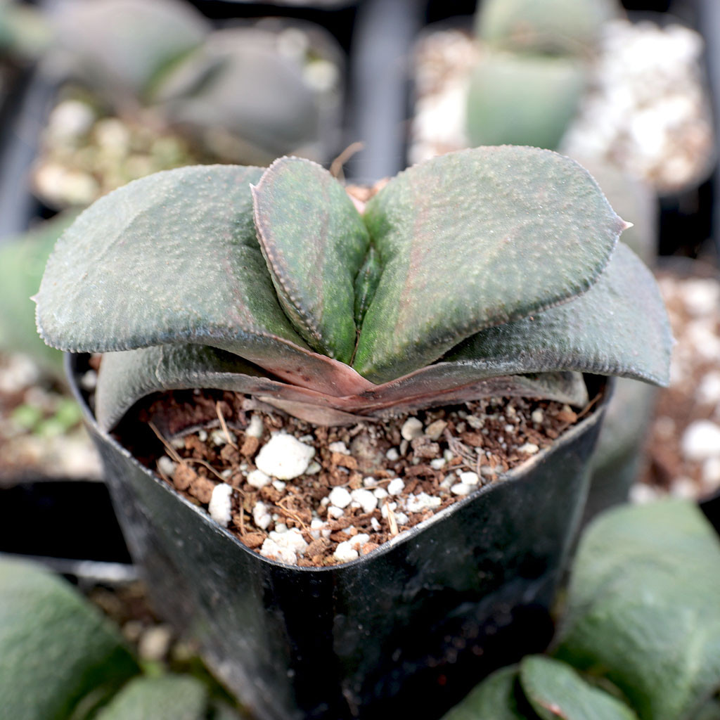 Gasteria for Sale Online | Mountain Crest Gardens®