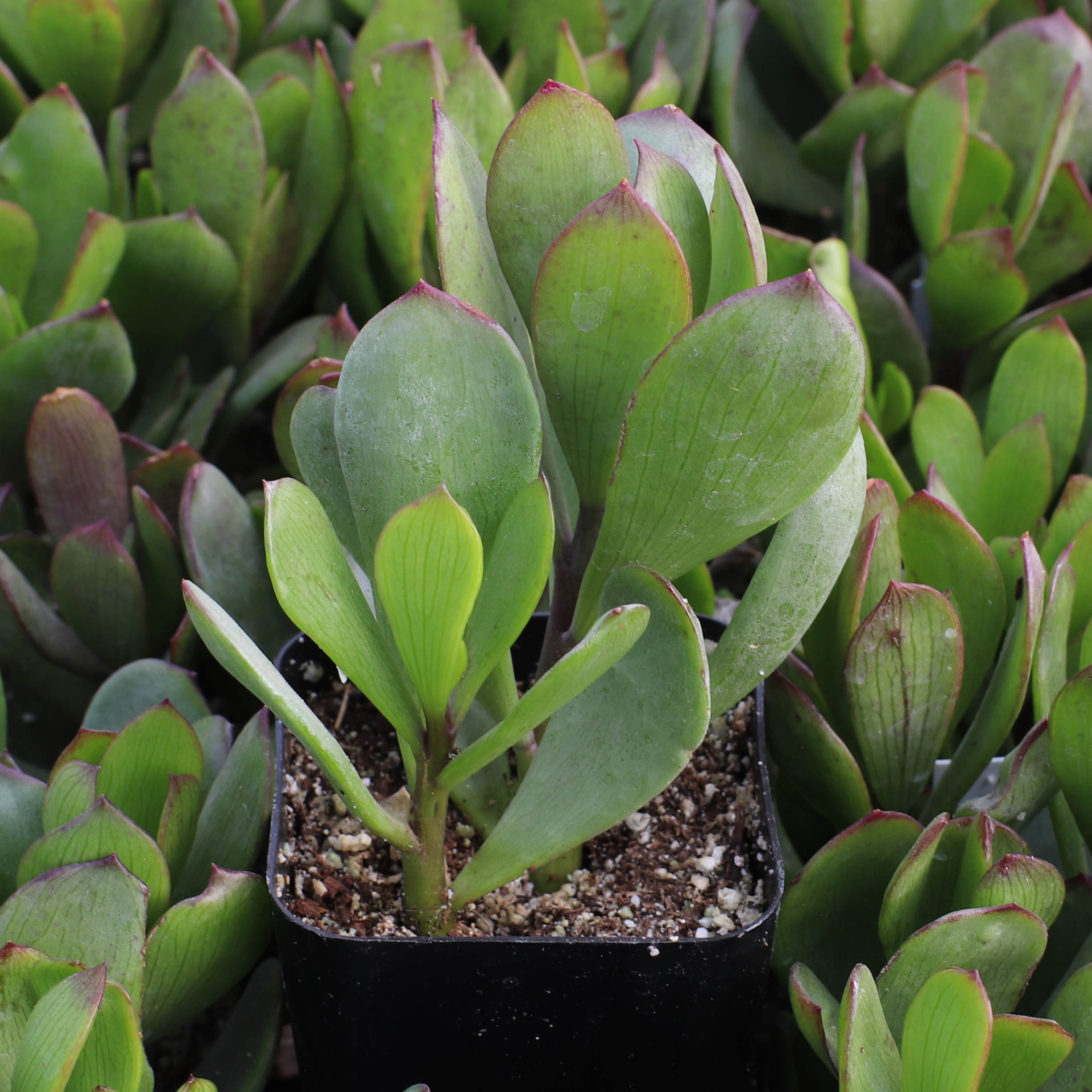 Senecio for sale online | Mountain Crest Gardens®