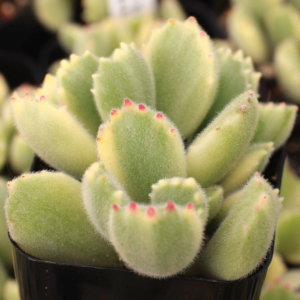 Fuzzy, Velvety Succulents | Mountain Crest Gardens®