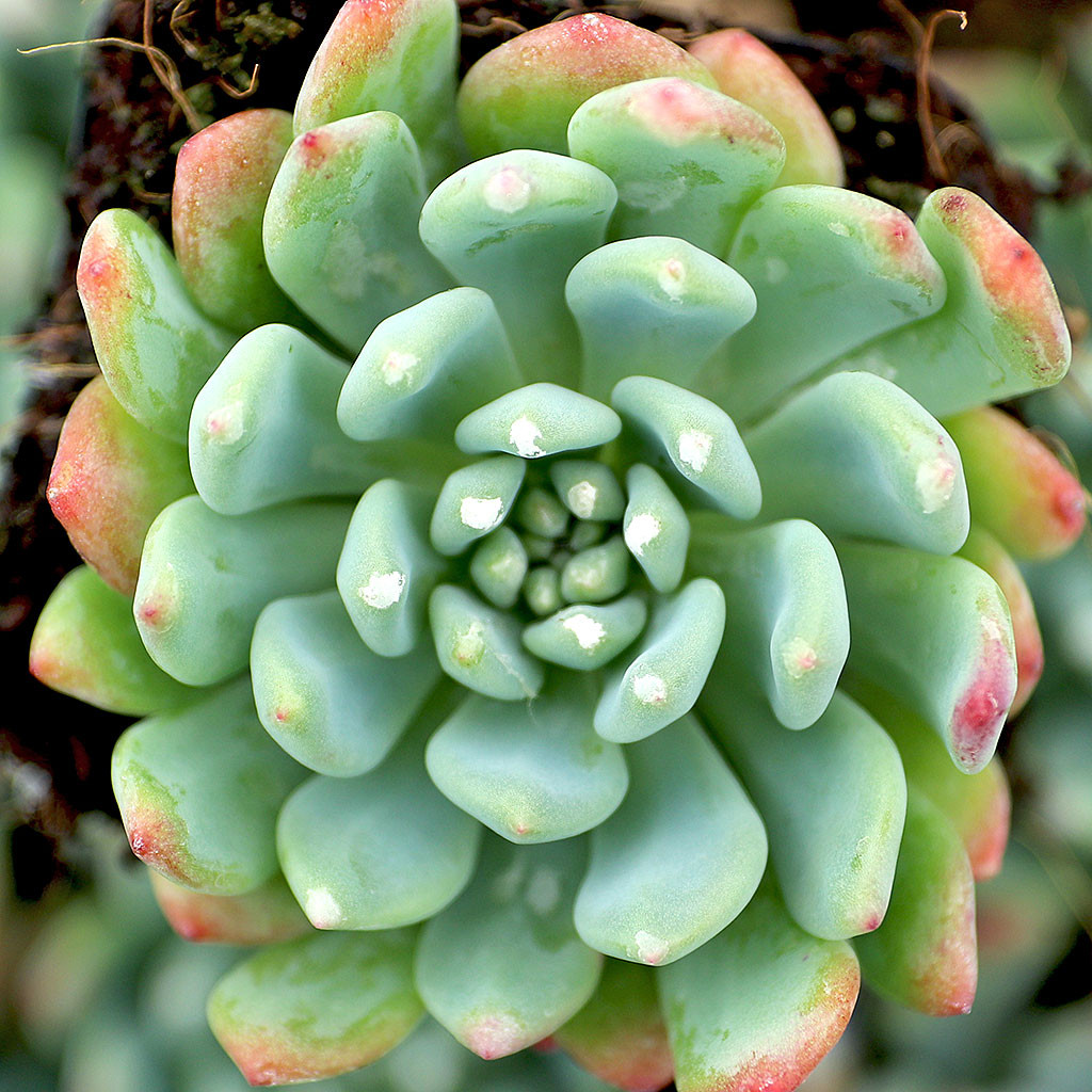 Blue Succulents | Mountain Crest Gardens®