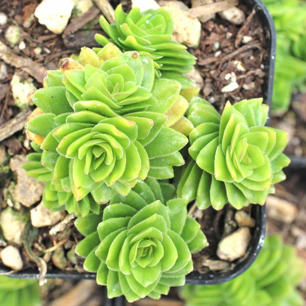 Rare & Unique Succulents for Sale | Mountain Crest Gardens®