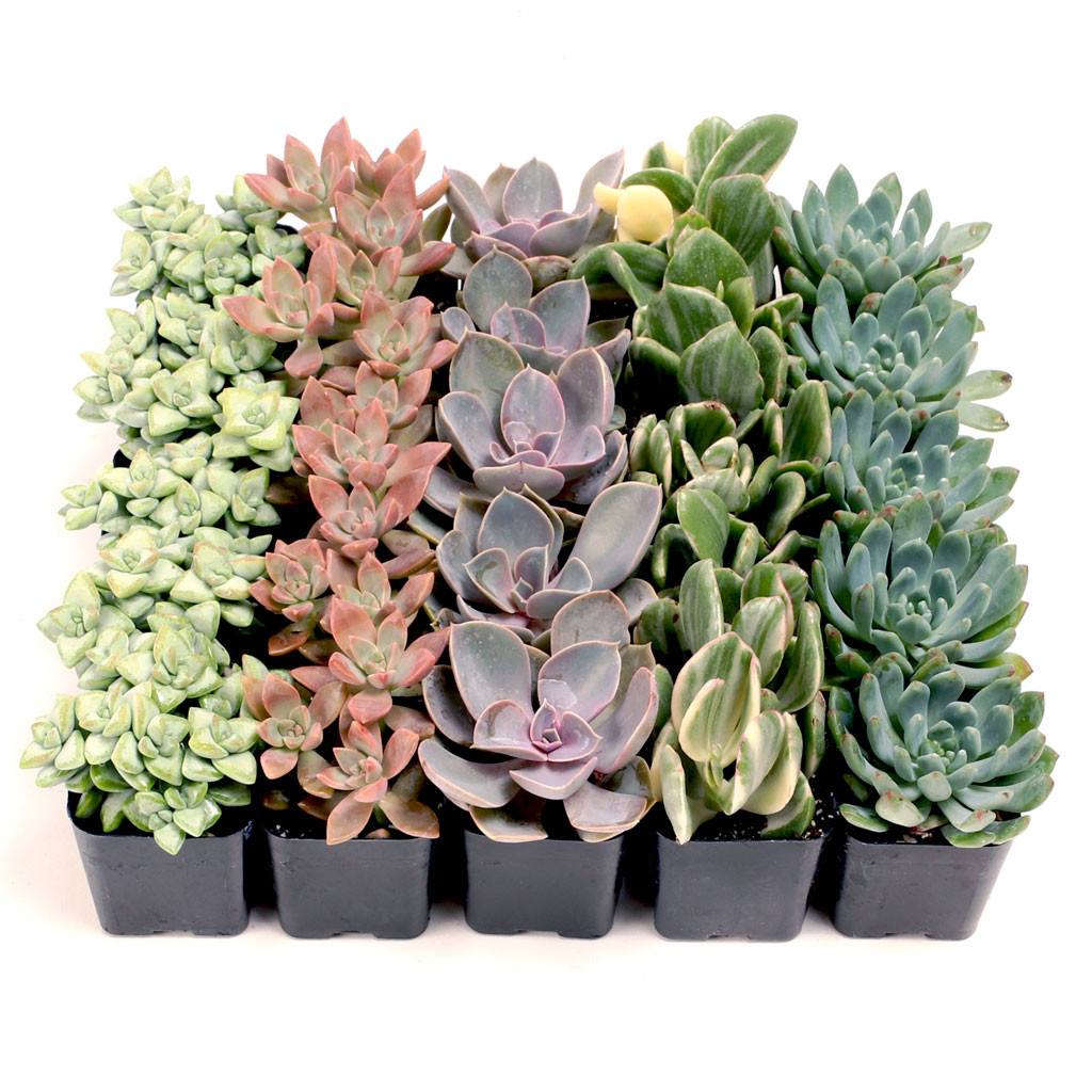 Bulk Succulents | Wholesale Succulents | Cheap Succulents