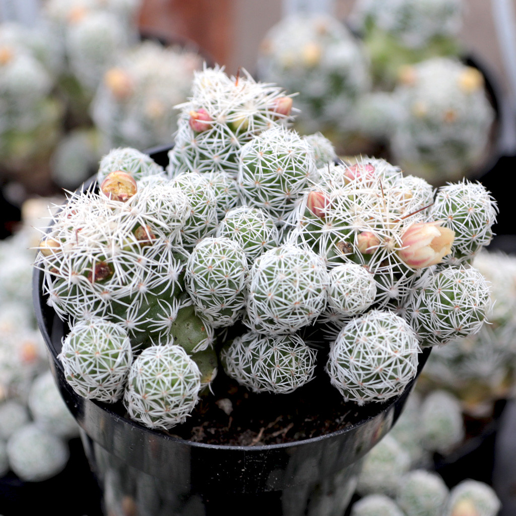Mini Succulent Plants | Mountain Crest Gardens™