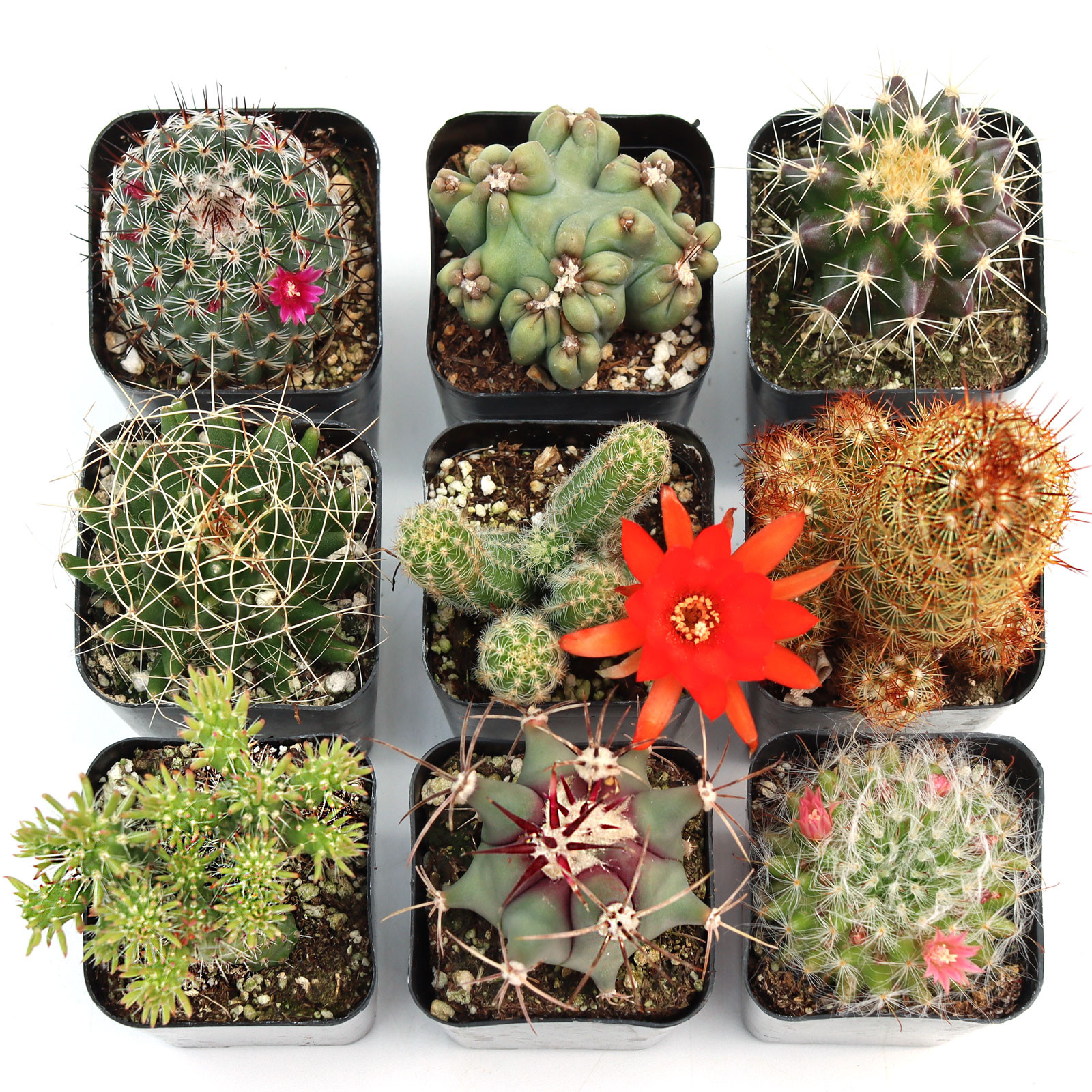 Cactus | Cactus Types | Buy Cactus Online