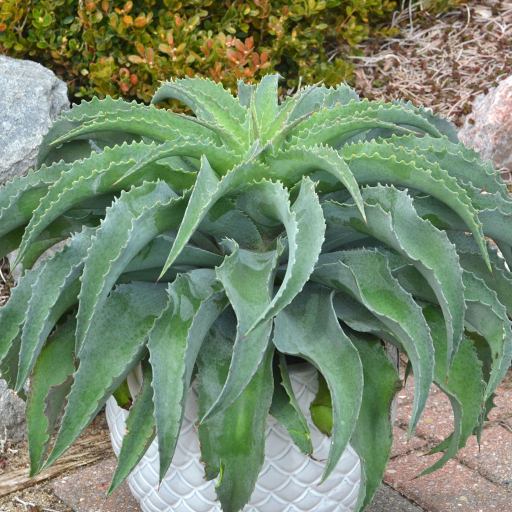 Agave for Sale Online | Mountain Crest Gardens®
