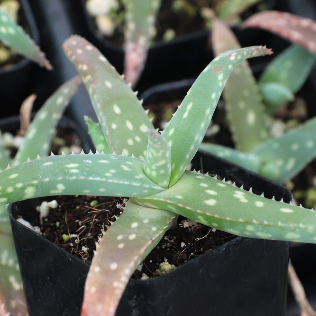Aloe for Sale Online | Mountain Crest Gardens®