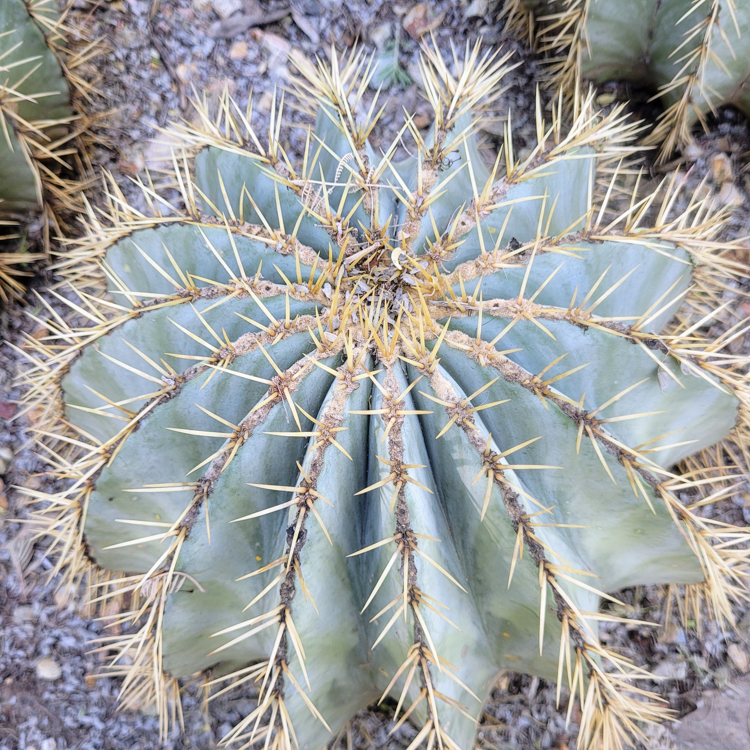 More Succulents - Cactus - Ferocactus - Mountain Crest Gardens