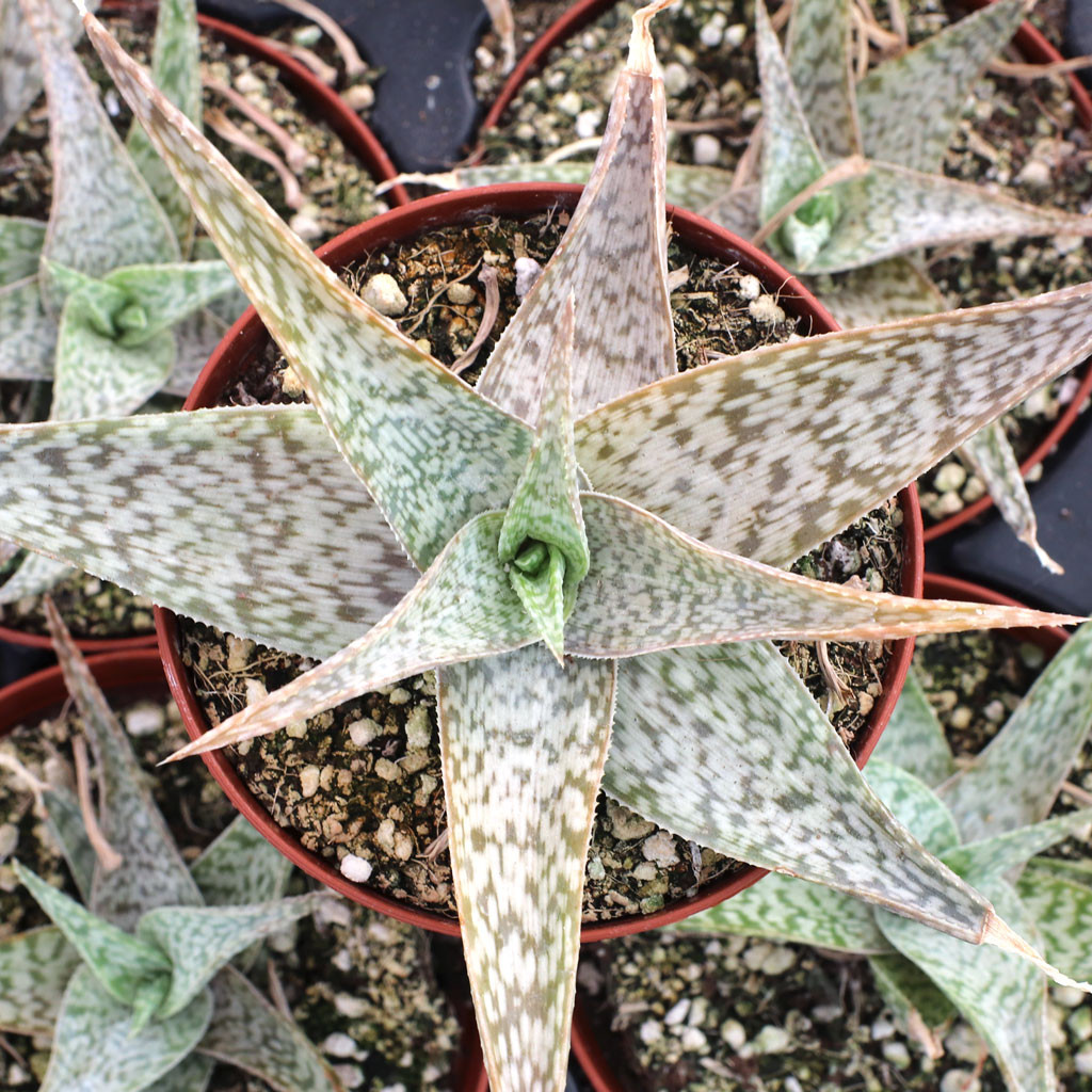 Aloe for Sale Online | Mountain Crest Gardens®